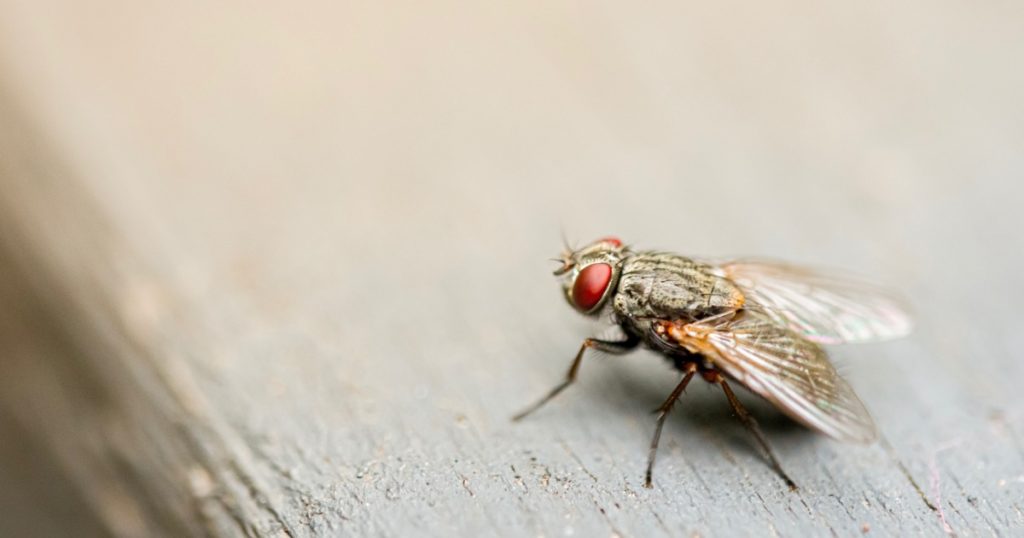 Dê adeus às moscas da cozinha seguindo estas dicas INFALÍVEIS