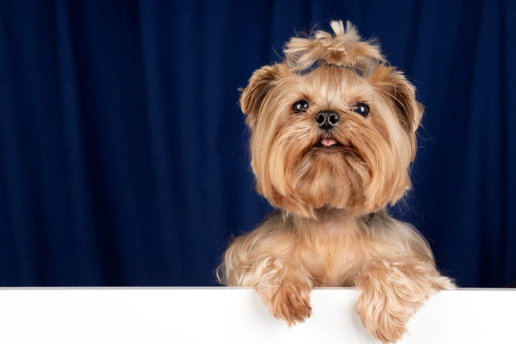 As 5 raças de cachorro mais populares no Brasil: características e ...